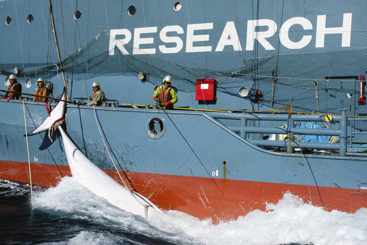 Australia Takes Japan Whaling To Court – The Earthist Chronicles